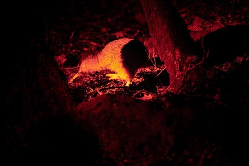 Stewart Island: Wild Kiwi Experiences - An Overview of the Experience