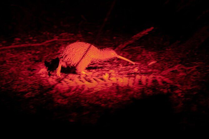 Stewart Island Wild Kiwi Experiences - Exploring Stewart Islands Wild Kiwi Experience: A Balance of Adventure and Authenticity