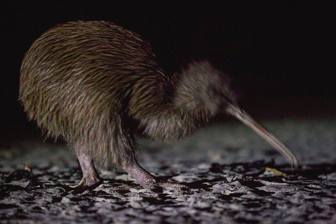 Stewart Island Wild Kiwi Experiences - Who Will Love This Tour?
