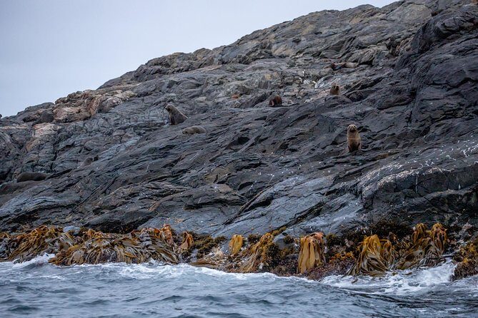 Stewart Island Wild Kiwi Experiences - FAQ