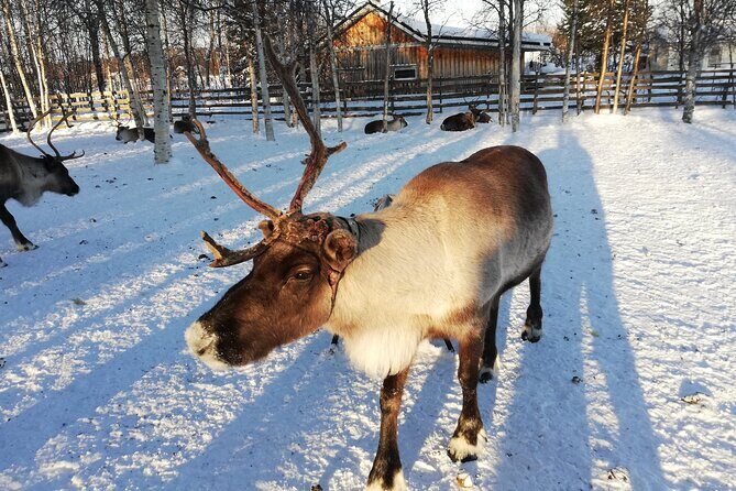 Stockholm Christmas Tour and Food Tasting Experience - The Sum Up