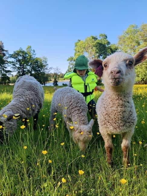 Stockholm: Self Guided Kayak Adventure in Nature Reserve - Practical Details: Logistics, Equipment, and Tips