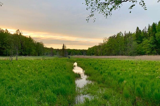 Stockholm: Sunset Hike in Tyresta National Park with Meal - An Authentic Look at the Sunset Hike Experience
