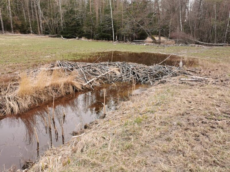 Stockholm: Wildlife Tour With Dinner and Short Hike - FAQ