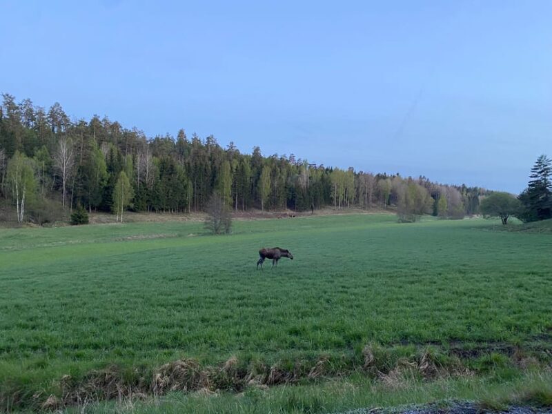 Stockholm: Wildlife Tour With Dinner and Short Hike - Final Thoughts