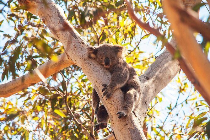 Stradbroke Island Eco Day Trip from Brisbane Wildlife & Beaches - FAQ