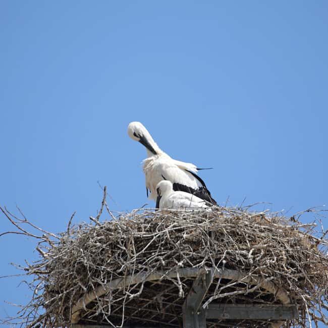 Strasbourg: Culinary Tour - Who Will Enjoy This Tour?