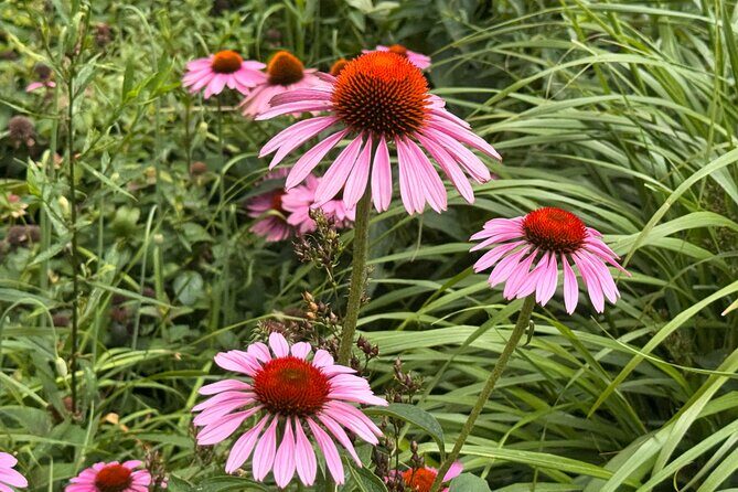 Street Art: Power Politics & Place - Practical Tips for Booking and Enjoying the Tour