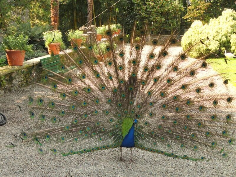 Stresa: Madre & Bella Borromean Islands Boat Trip - FAQ