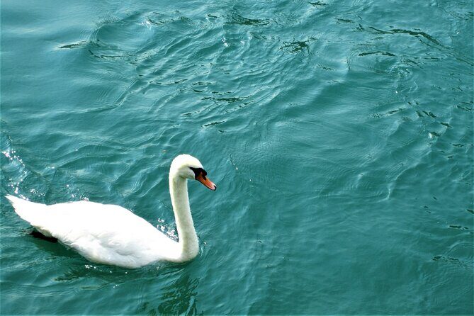 (STTG04) - Sightseeing Cruise at Geneva with Wine and Aperitif - The Experience: What to Expect