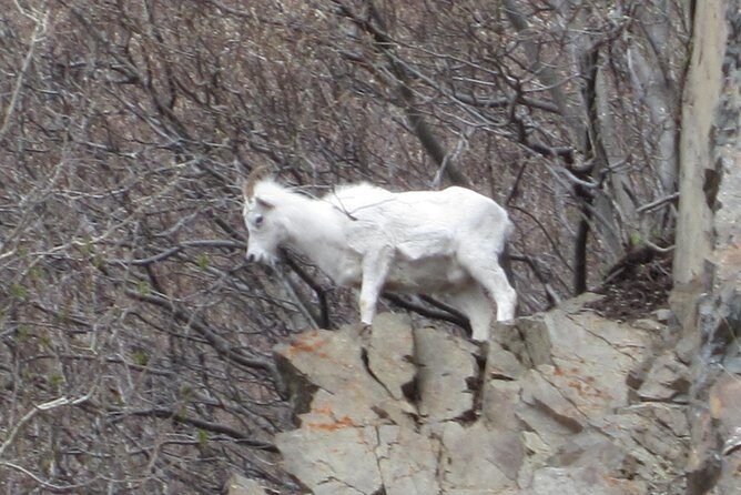 Stunning Turnagain Arm Tour: "A Must See Destination" - Pricing and Value Analysis