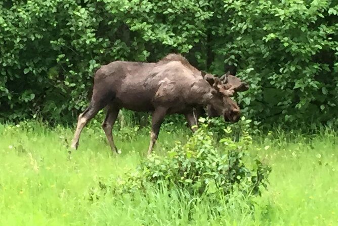 Stunning Turnagain Arm Tour: "A Must See Destination" - The Sum Up