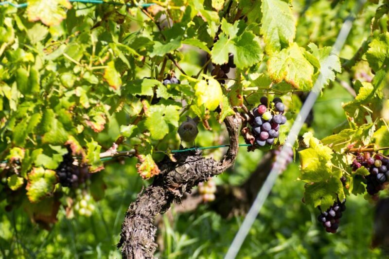 Stuttgart: Guided Vineyards Tour - Stuttgart: Guided Vineyards Tour — An Authentic Wine Adventure in Baden-Württemberg