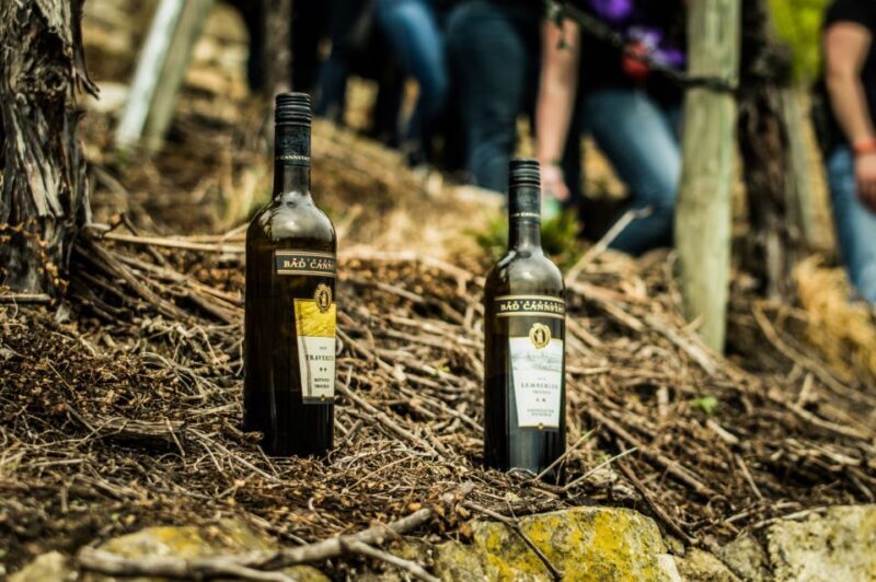 Stuttgart: Guided Vineyards Tour - Key Points  