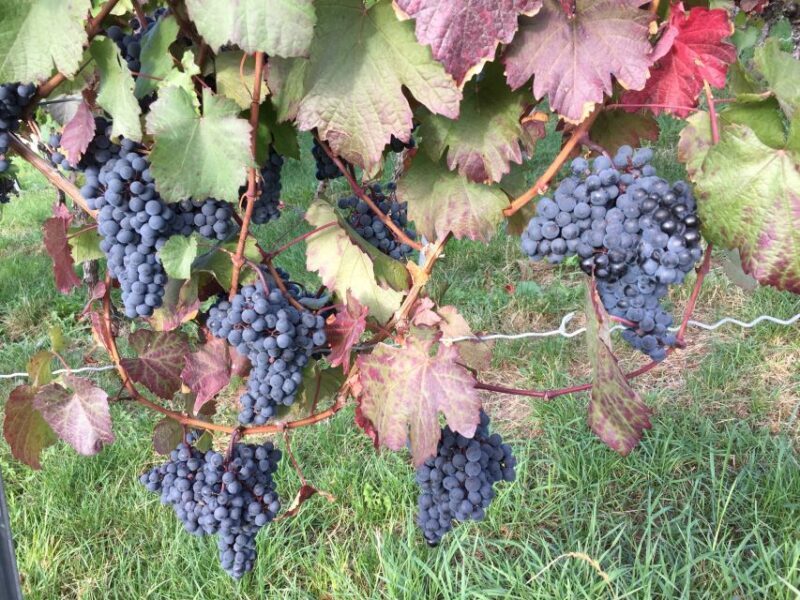 Stuttgart: Guided Wine Walk & Wine Tasting - Exploring Stuttgart’s Vineyards: What You Can Expect