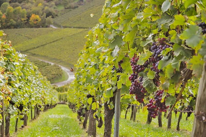 Stuttgart: Wine hike with wine tasting - The Itinerary: A Deep Dive into the Vineyards and Views