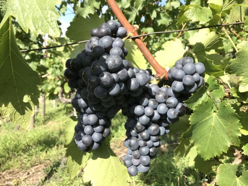 Stuttgart: Wine Tour with wines of the best winemakers - Who Is This Tour Best For?
