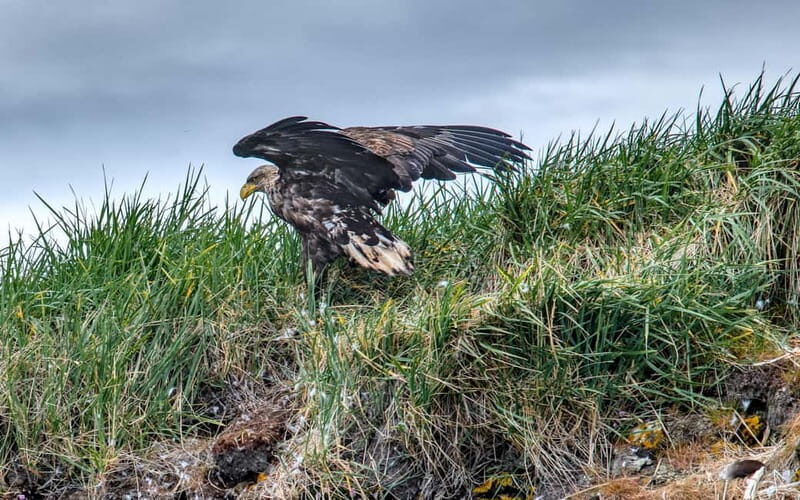 Stykkishólmur: Puffin and Wildlife Boat Tour - Key Points