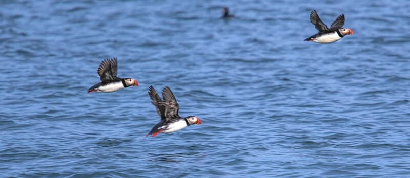 Stykkishólmur: Puffin and Wildlife Boat Tour - The Experience at a Glance