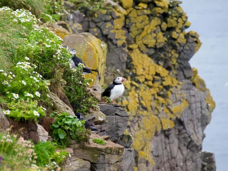 Stykkishólmur: Puffin and Wildlife Boat Tour - FAQ