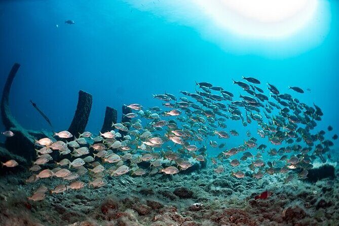 SUBMARINE ADVENTURE - Submarine Excursion in Puerto de Mogán - What to Expect from the Submarine Excursion