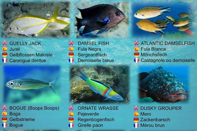 Submarine Safaris Lanzarote - FAQ