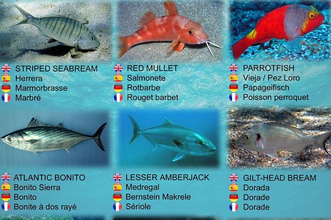 Submarine Safaris Lanzarote - In The Sum Up