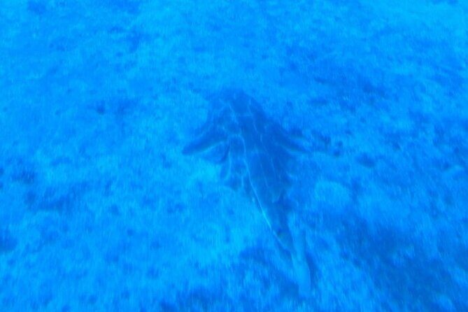 Submarine tour Tenerife: a 1 hour underwater experience - Practical Details and Comfort