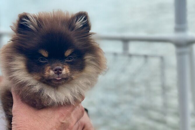 Summer Danube Brunch Cruise in Budapest - Final Thoughts