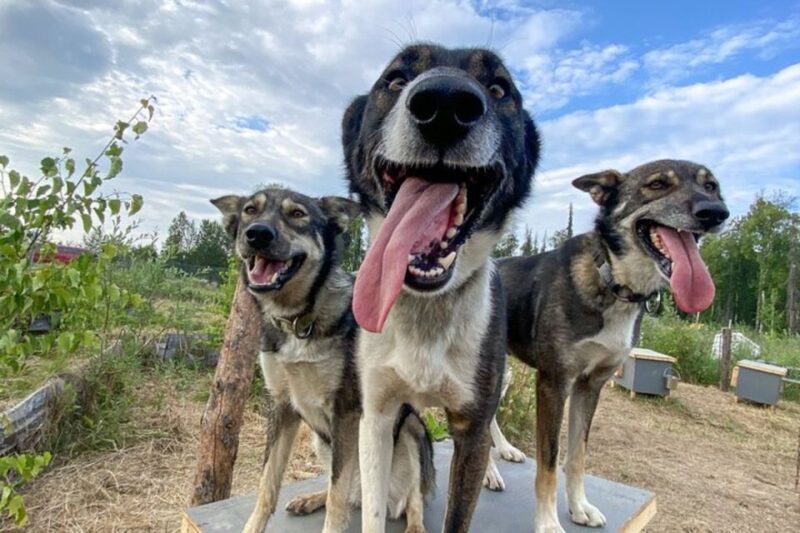 Summer Sled Dog Kennel Tour - Key Points