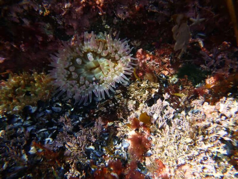 Summer Snorkeling with Grey Seals - Key Points