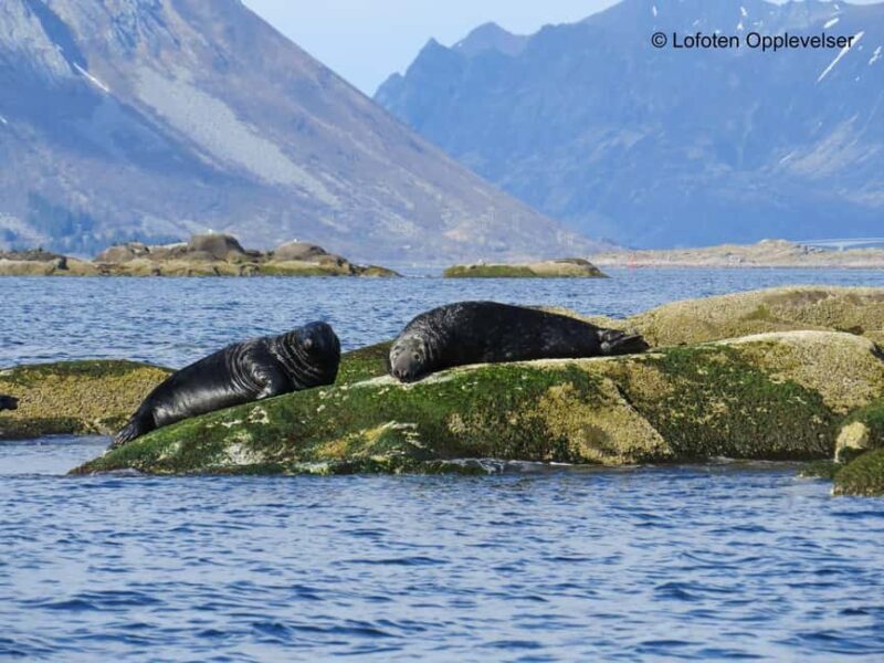 Summer Snorkeling with Grey Seals - The Experience — From the Guides to the Marine Life