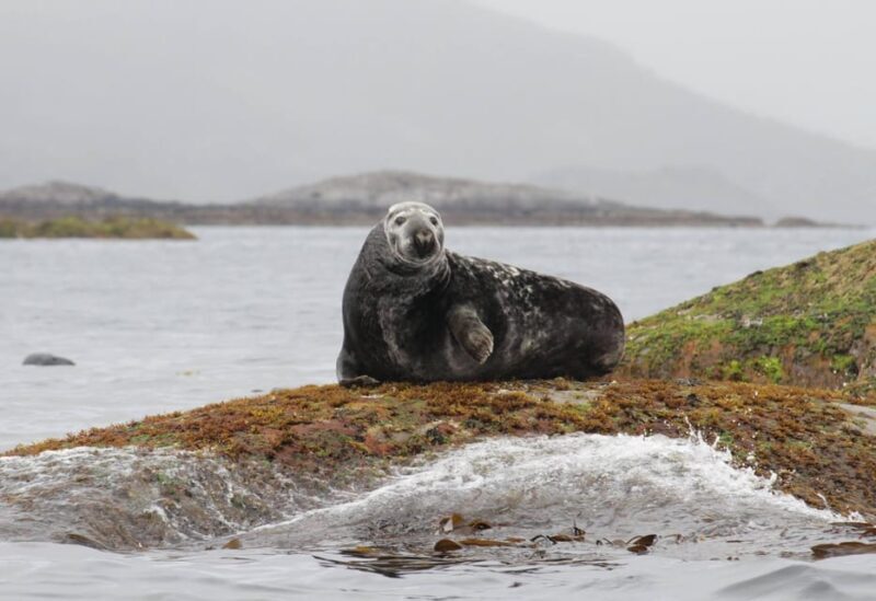 Summer Snorkeling with Grey Seals - The Value of the Tour