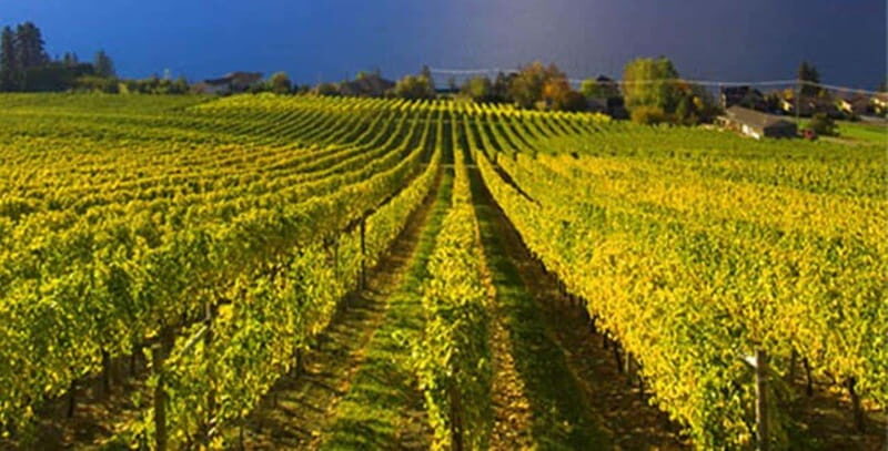 Summerland: Full-Day Wine Tour with Tastings - Who’s the Perfect Match for This Tour?