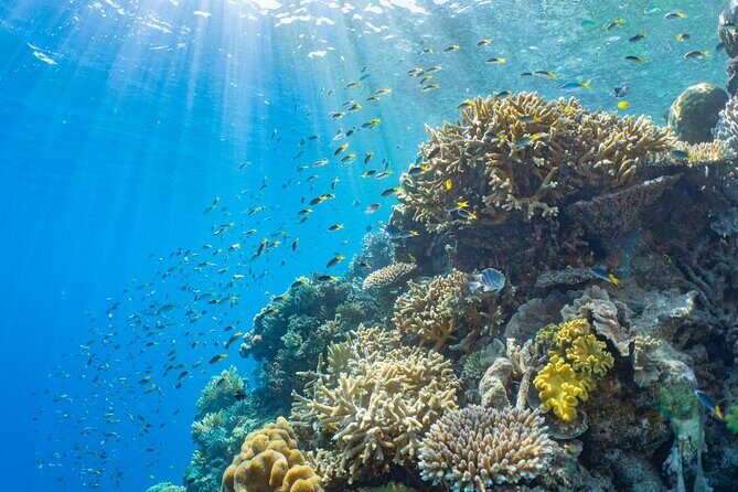 Sunlover Reef Cruises Cairns Great Barrier Reef Experience - Frequently Asked Questions