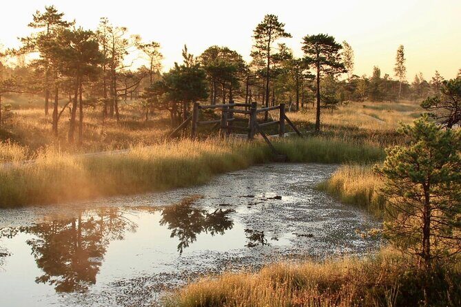 Sunrise at Kemeri National Park - Small Group - Why This Tour Is a Good Deal