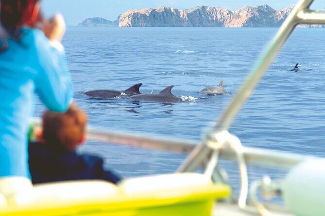 Sunrise Boat Trip in Mallorca with Dolphin-Watching - FAQ: Your Questions Answered