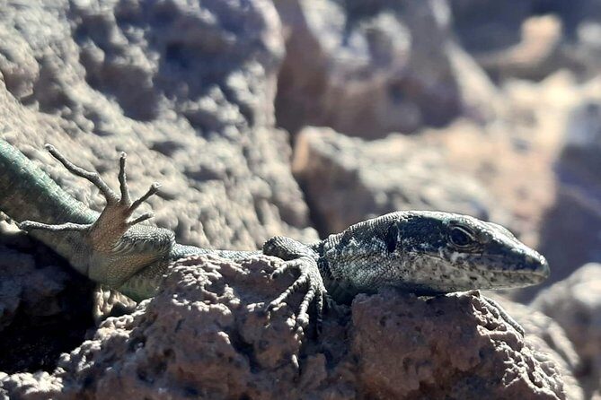 SUNRISE guided HIKE in Ponta de São Lourenço Natural reserve PR8 - Who Will Love This Tour?