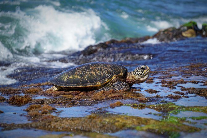 Sunrise Plus Island Tour - Pricing and Value: Is It Worth It?