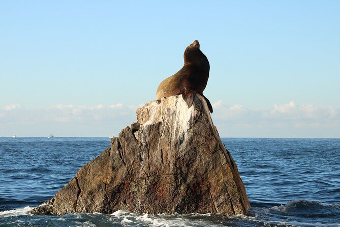 Sunrise Whale Watching boat tour with marine biologist - FAQs