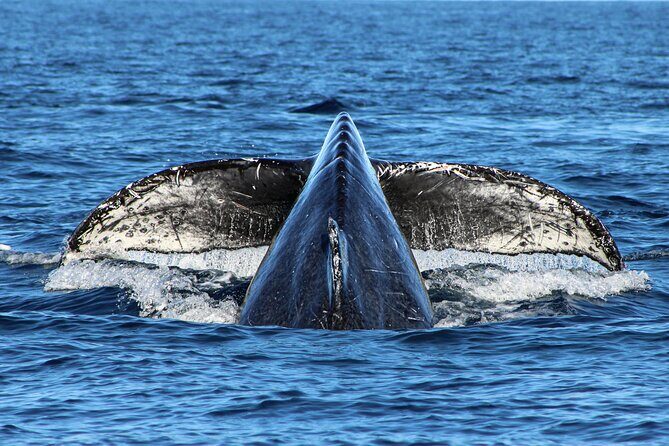 Sunrise Whale Watching boat tour with marine biologist - Final Thoughts