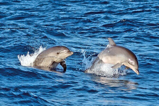 Sunrise with stars and Dolphin sighting in Puerto Escondido! - FAQs