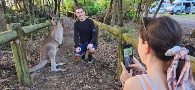 Sunrise with the Kangaroos & Wallabies - Airlie Beach - The Sunrise and Wildlife Encounters