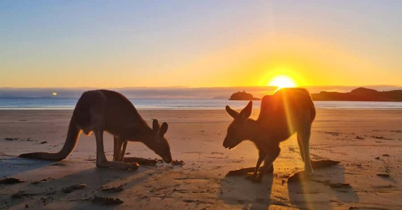 Sunrise with the Kangaroos & Wallabies - Airlie Beach - A Tranquil Bush Breakfast