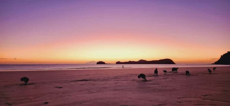 Sunrise with the Kangaroos & Wallabies - Airlie Beach - FAQ