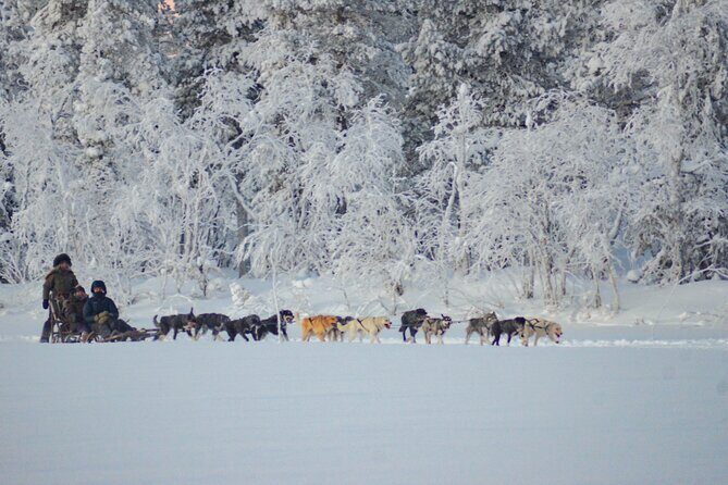 Sunrise Zen Husky Tour (10:00 to 13:00 - sitting on the sled) - The Value of the Tour