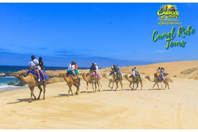 Sunset Camel Ride Tour - Overall Value