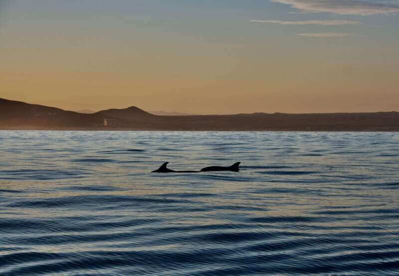 Sunset Cruise in San Jose del Cabo - A Closer Look at the Experience