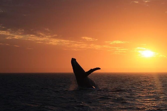 Sunset Cruise Wildlife Watching - What’s Included and What to Expect