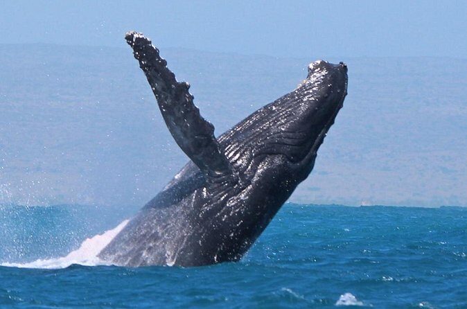 Sunset Cruise Wildlife Watching - FAQs